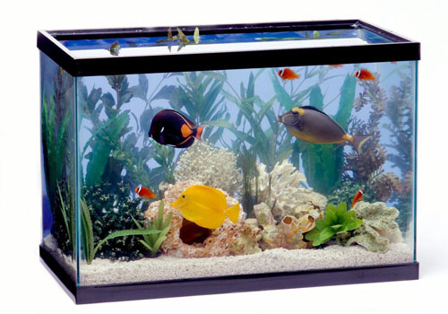 How to move a fish tank safely? - ThePackersMovers-Blog